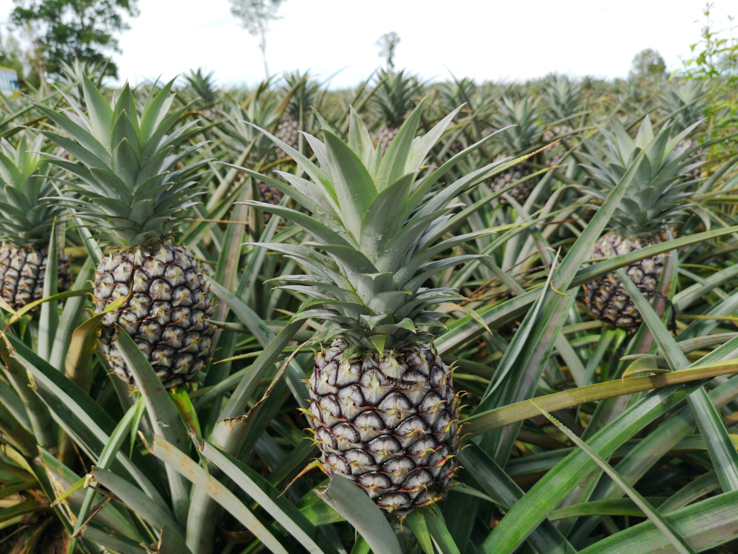 L. monocytogenes Contaminated Pineapple Leads to Recall of Frozen Fruit ...